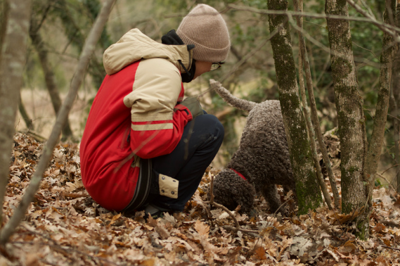 Dorset Truffle Dog Training – Active Instincts Dog Training Academy